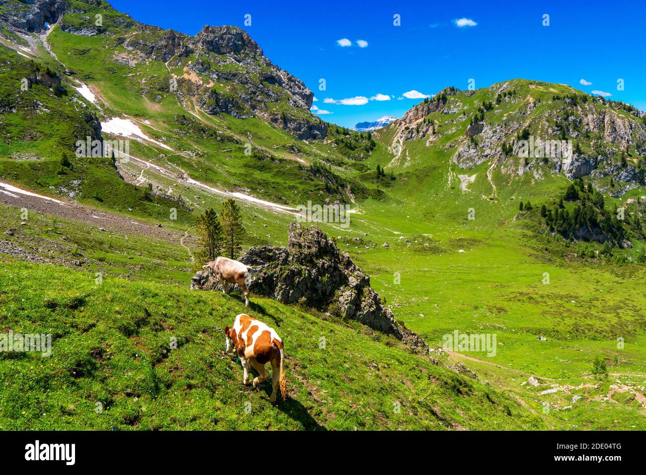 Cow on a succulent, Lucy green pasture land or grass in summer for ...