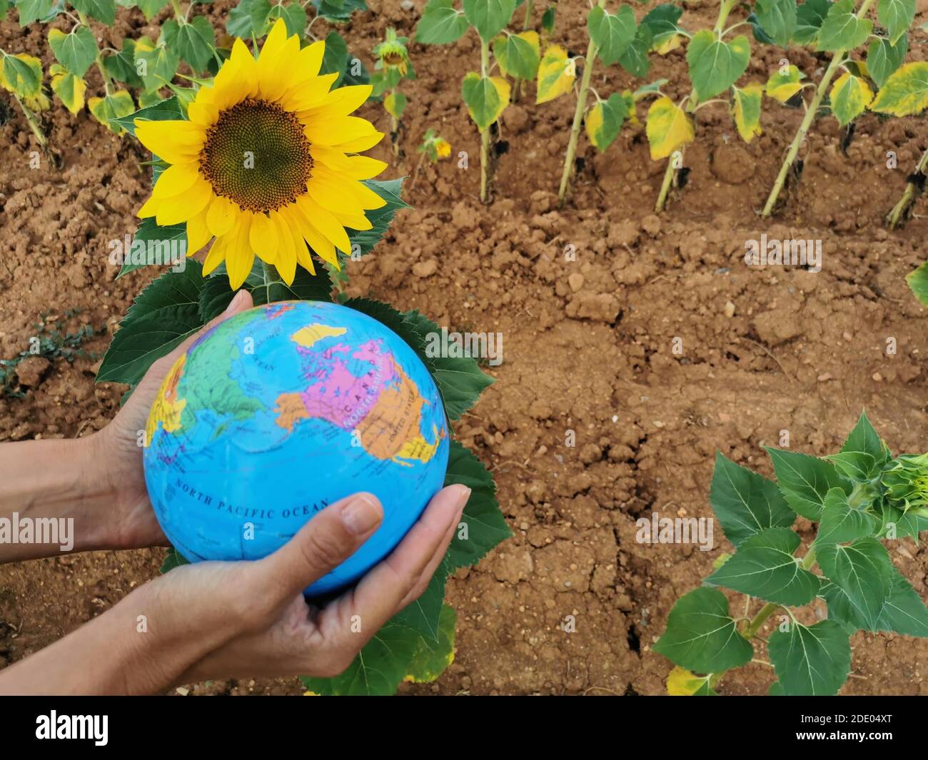 A closeup shot of hands holding a globe near plants and a vibrant sunflower Stock Photo - Alamy
