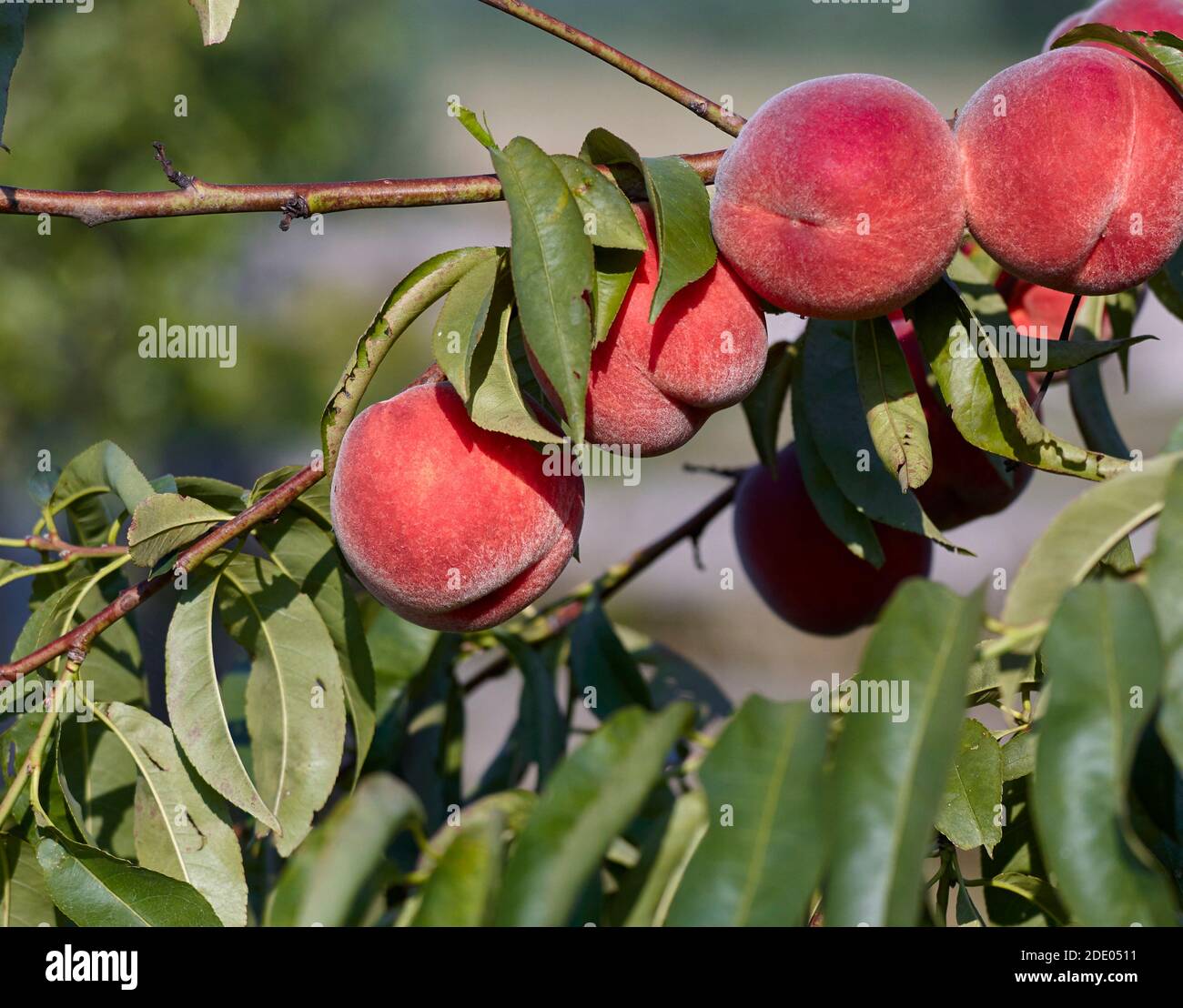 Tree garden fruit peach hi-res stock photography and images - Alamy