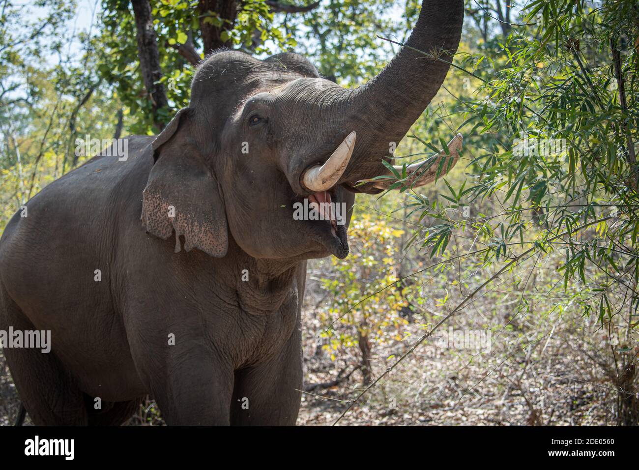 Asian elephant (Elephas maximus) works as a tiger patrol in some of ...
