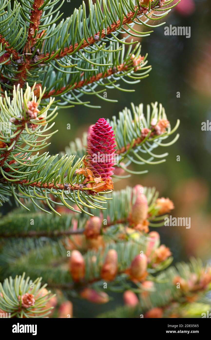 red young pine cone on the branch of spruce, Picea omorica, Picea abies Acrocona Stock Photo - Alamy