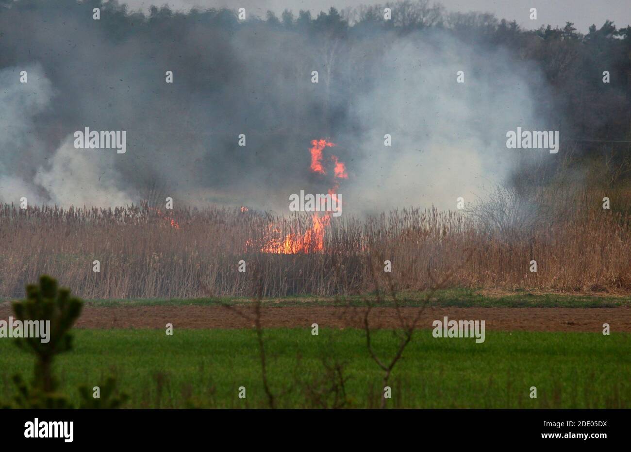 Rain forest burning hi-res stock photography and images - Alamy