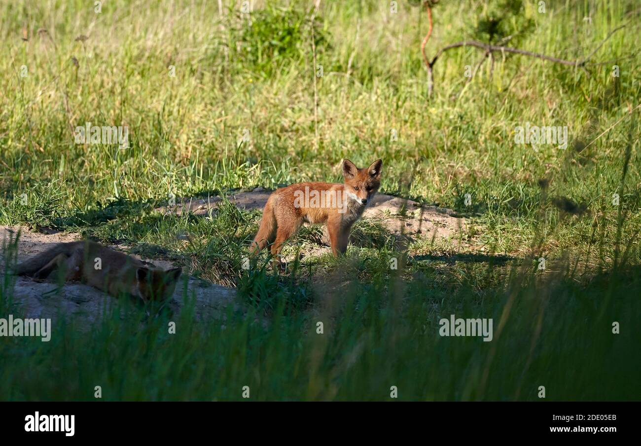 young foxes at the larva burrow in a wild natural environment Stock ...