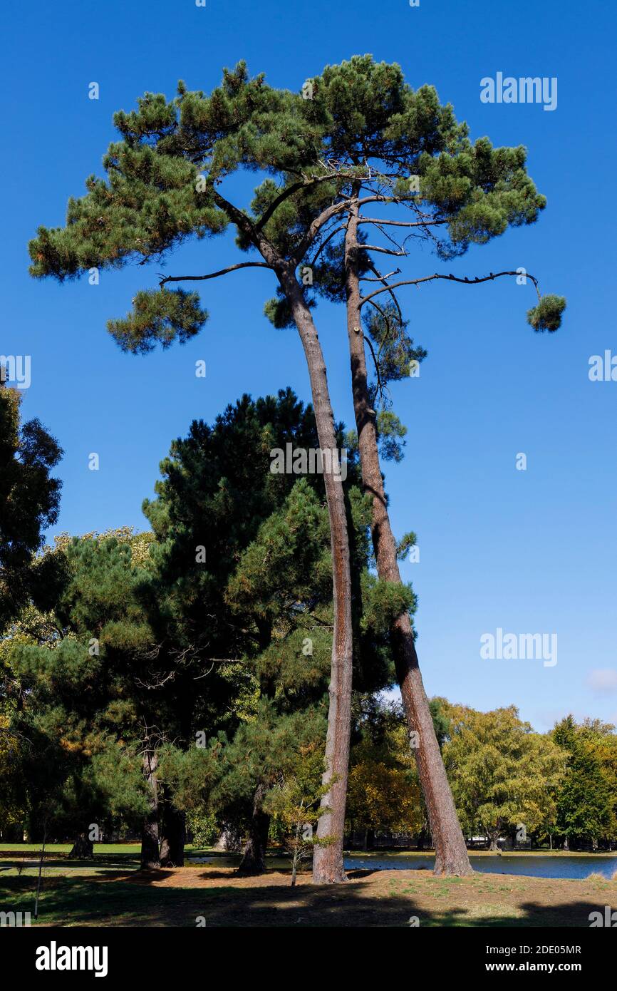 Pine trees in Hagley Park, Christchurch, New Zealand Stock Photo - Alamy
