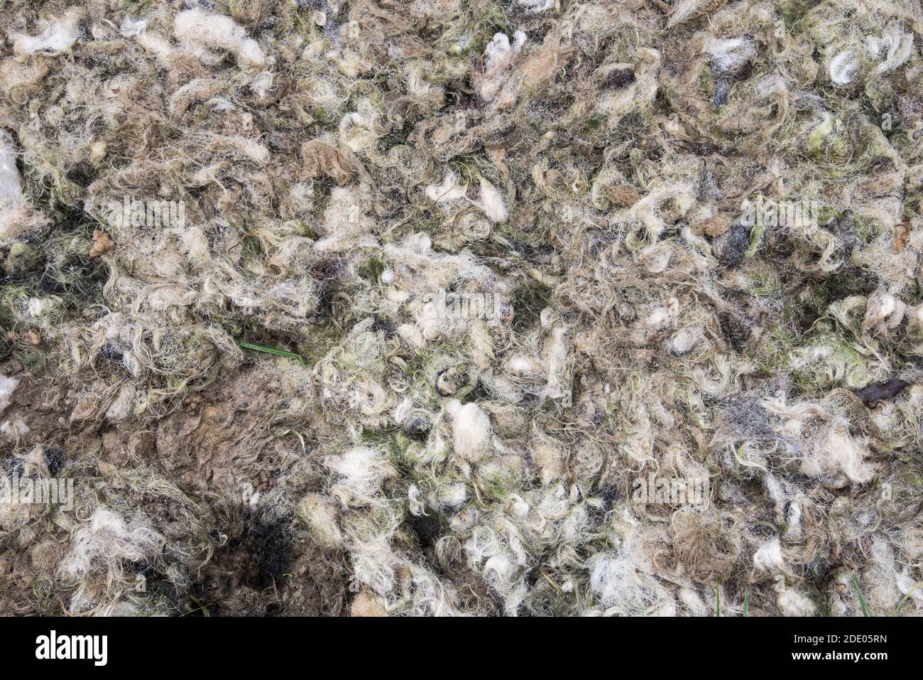 Sheep trimmings hi-res stock photography and images - Alamy