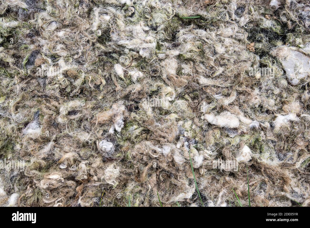 Sheep's wool build up in a Rappa system Stock Photo - Alamy