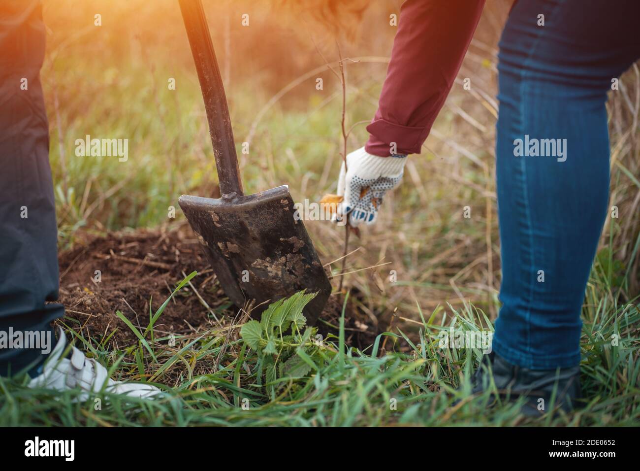 planting new trees with gardening tools in green park Stock Photo - Alamy