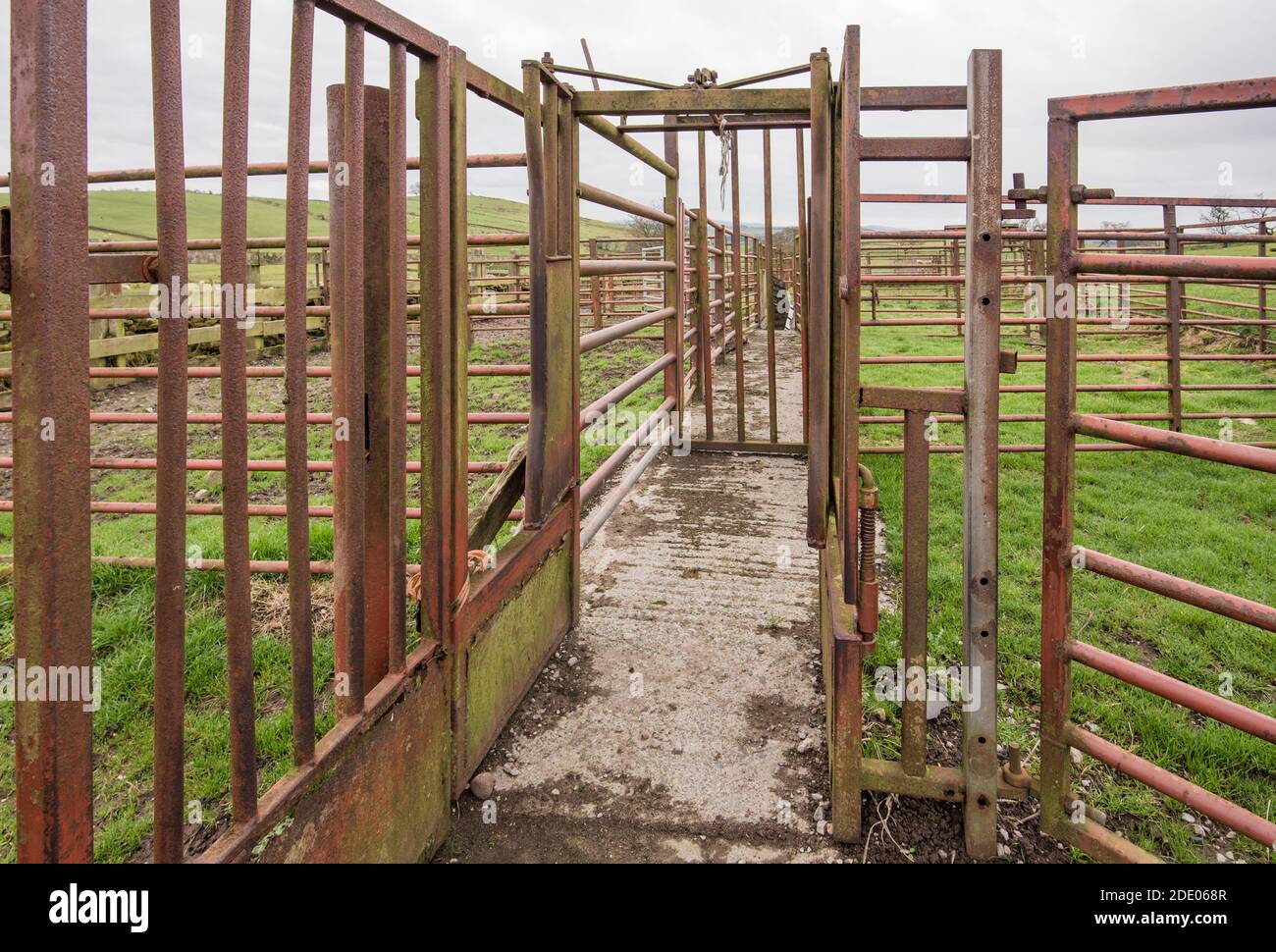 Easier handling of farm animals hi-res stock photography and images - Alamy