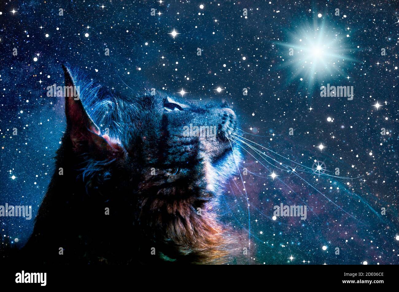 Cats Eyes In The Night Stars