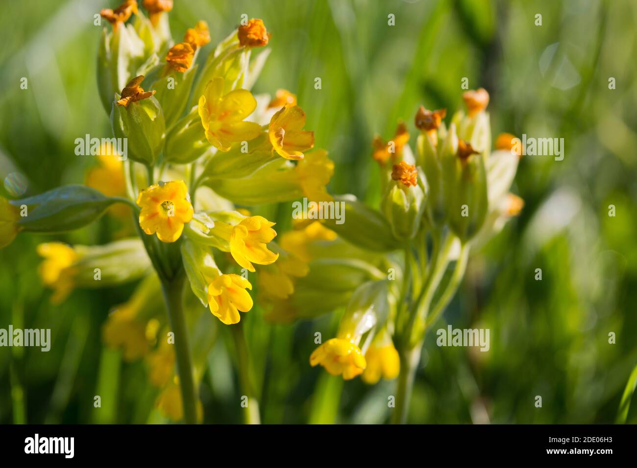 Yellow rattle plant (Rhinanthus minor) growing in an English summer ...