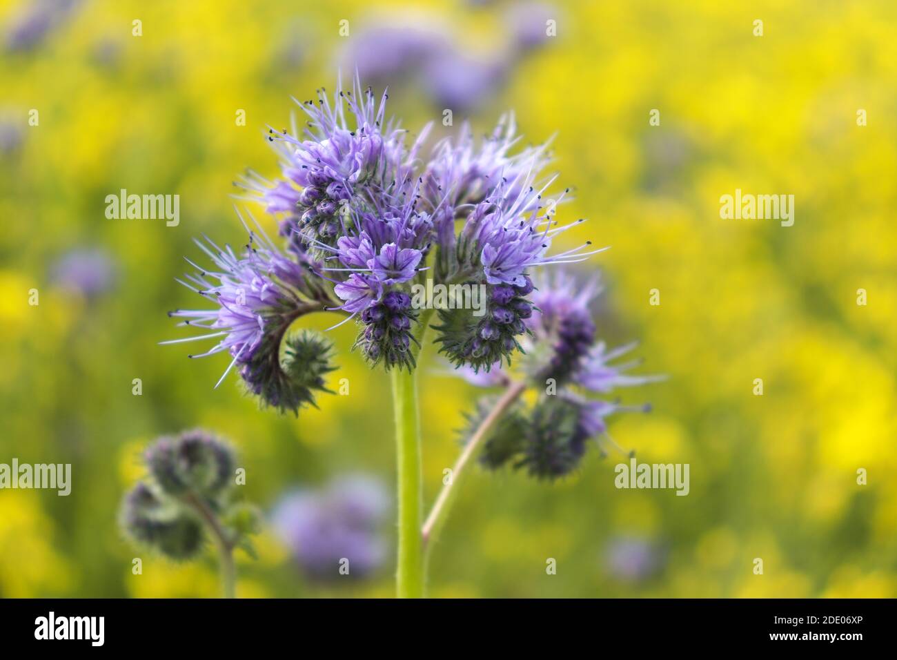 Purple flower growing on a spring day in a field of rapeseed between ...