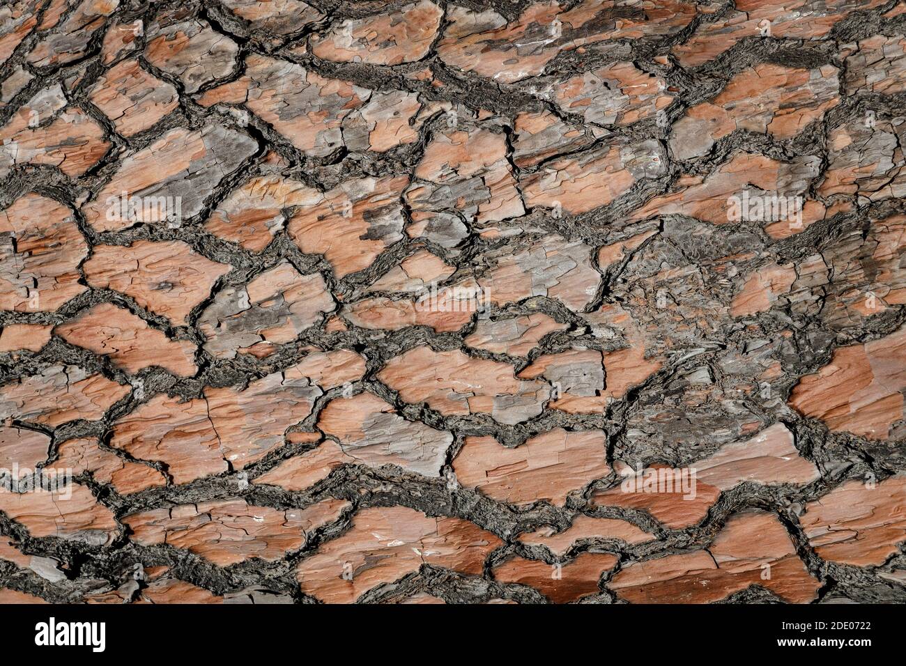 Textured tree bark surface with a red tint Stock Photo - Alamy