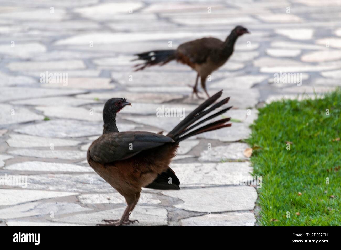 A male Chaco chachalaca, a native bird of central south America ...