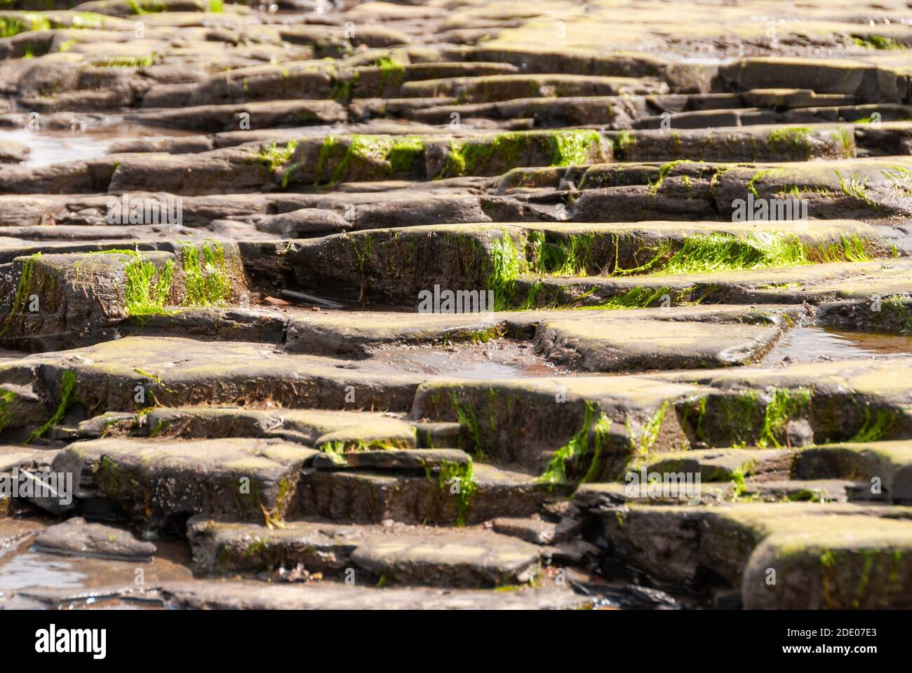 Layered seaweed texture hi-res stock photography and images - Alamy