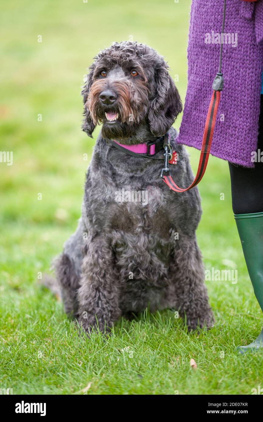 Well behaved happy black labradoodle on a leash and sitting in a field ...