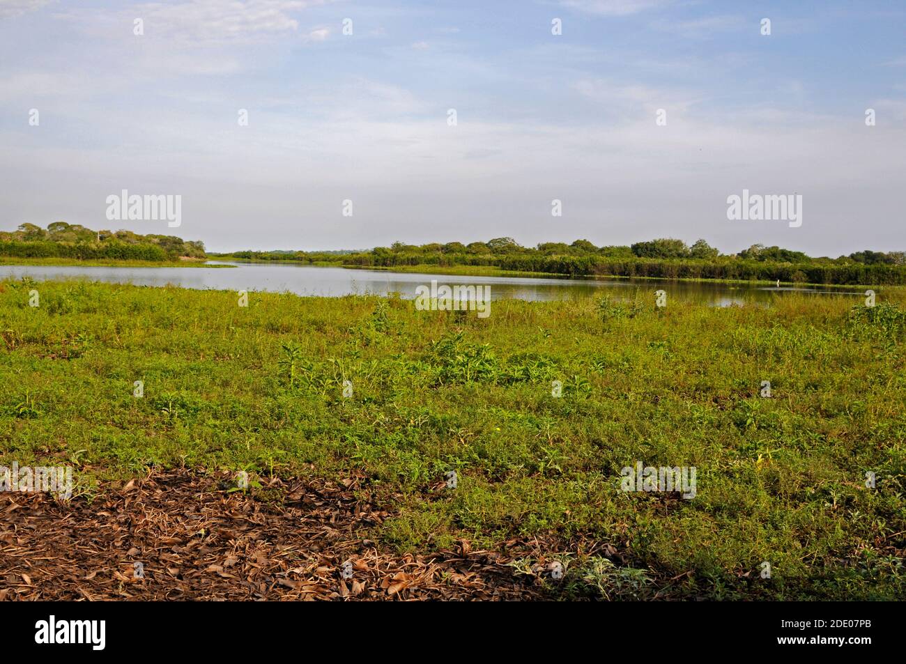 Part of the Mutum River ( Rio Mutum) in the wetlands of the Pantanal in ...