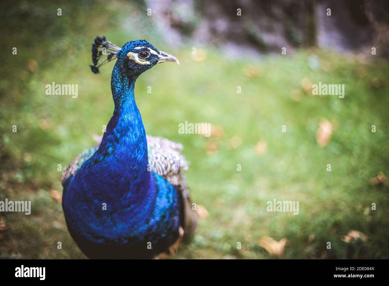 Peacock head blue beautiful hi-res stock photography and images - Alamy