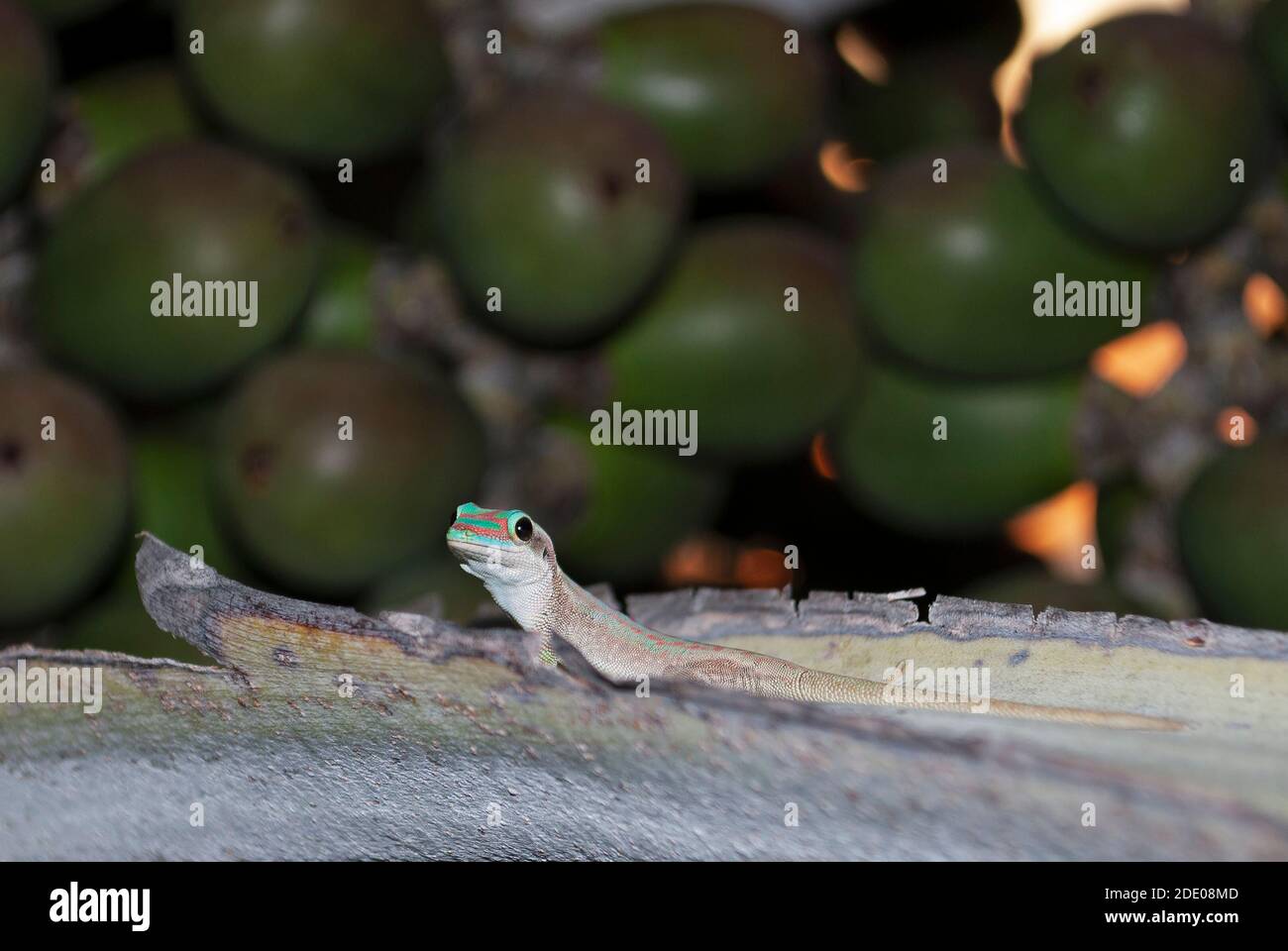 Mauritius Ornate Day Gecko High Resolution Stock Photography and Images ...