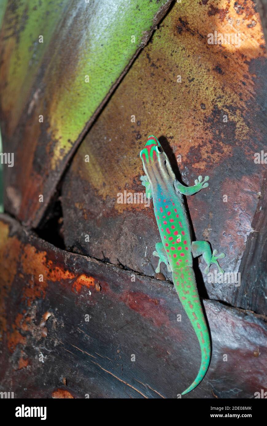 Mauritius Ornate Day Gecko (Phelsuma ornate), Round island, Mauritius ...