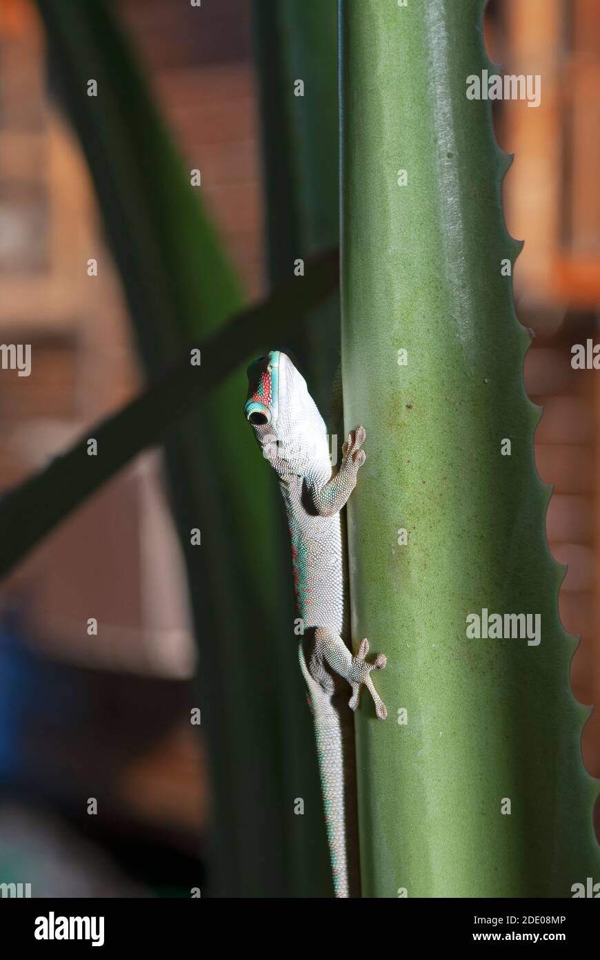 Mauritius Ornate Day Gecko High Resolution Stock Photography and Images ...