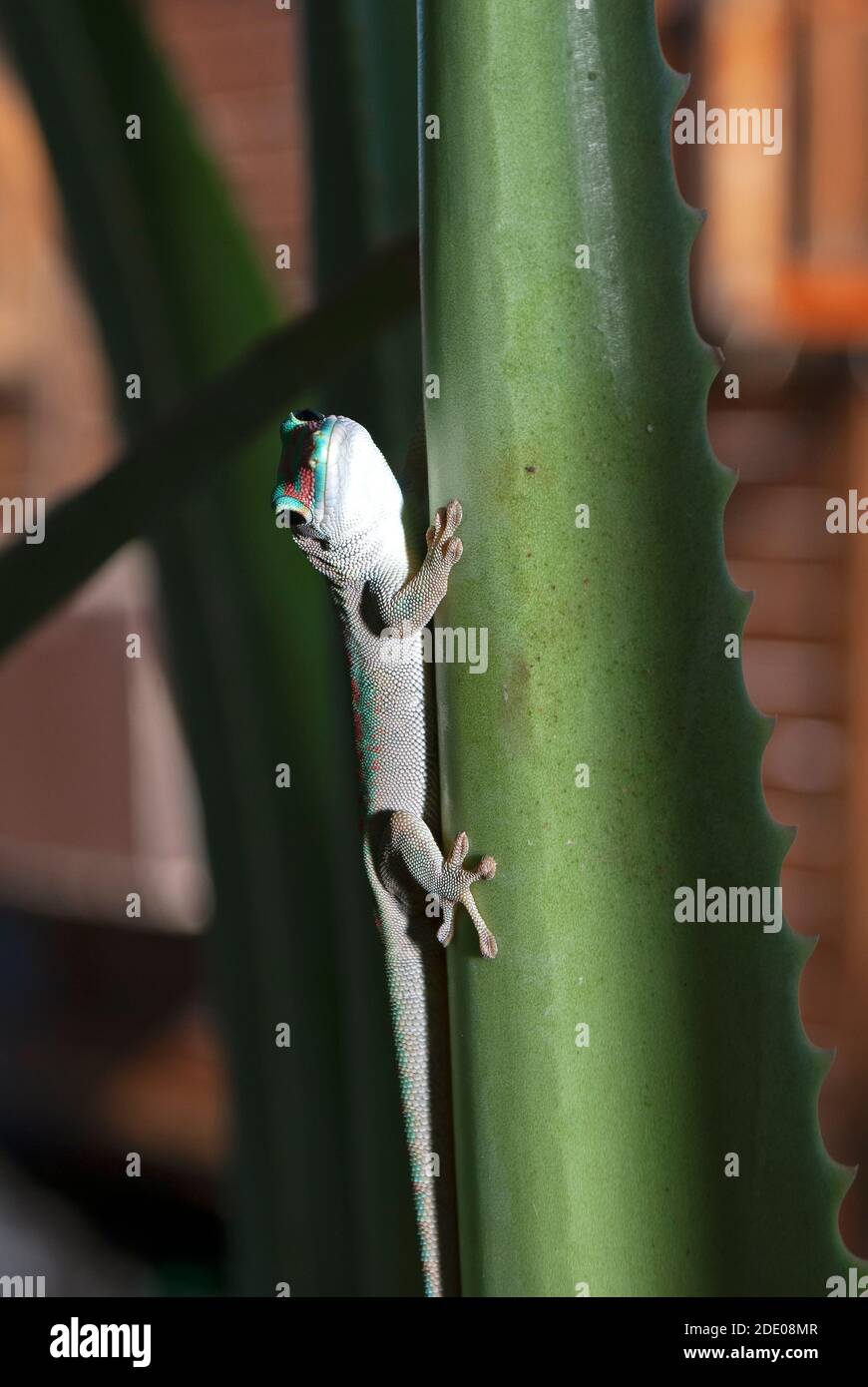 Mauritius Ornate Day Gecko (Phelsuma ornate), Round island, Mauritius ...