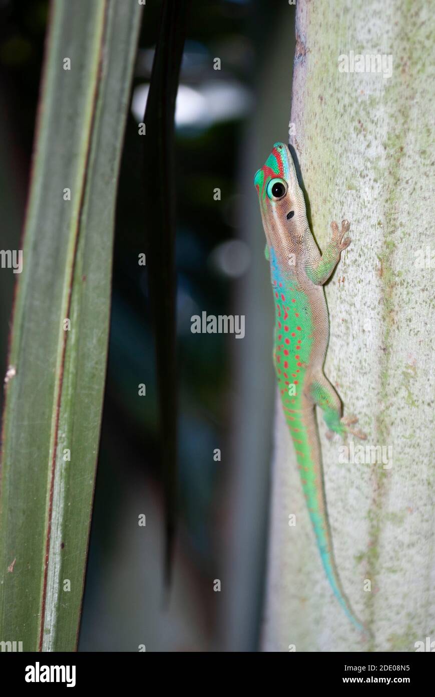 Mauritius Ornate Day Gecko (Phelsuma ornate), Round island, Mauritius ...