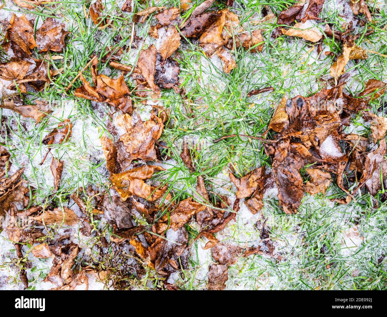 top view of fallen leaves and green grass on ice-covered frozen lawn ...