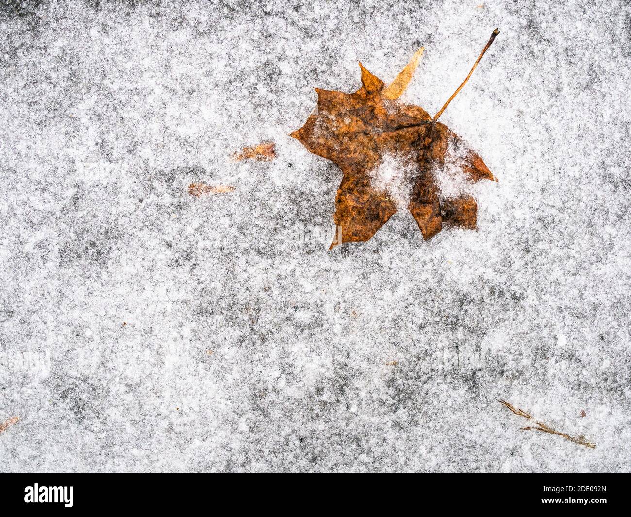 top view of frozen fallen maple leaf on ice-covered footpath after ...