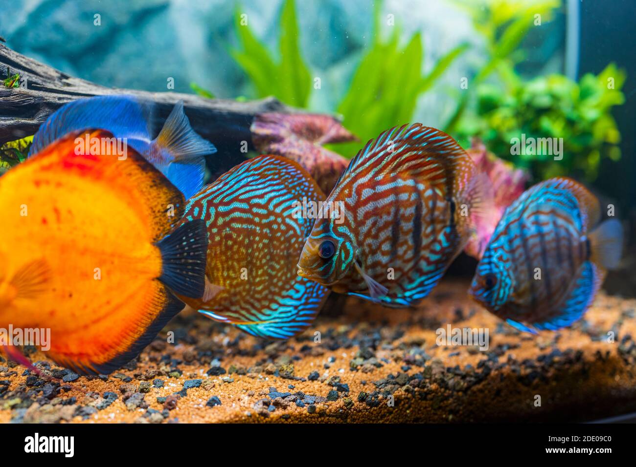 Discus Fish Aquarium