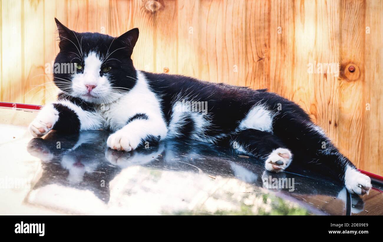 Black-white mongrel cat lies on the glossy surface of the car on the ...