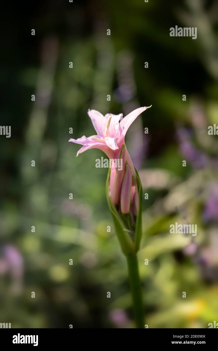 Amarine Tubergenii – Beladiva series flower in close-up, natural flower ...