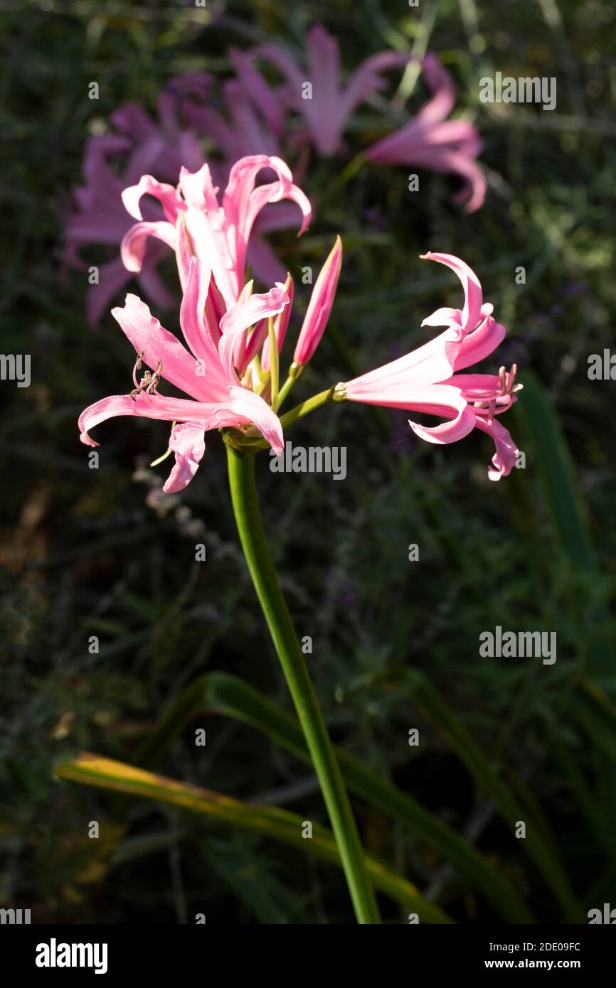 Amarine Tubergenii – Beladiva series flower in close-up, natural flower ...