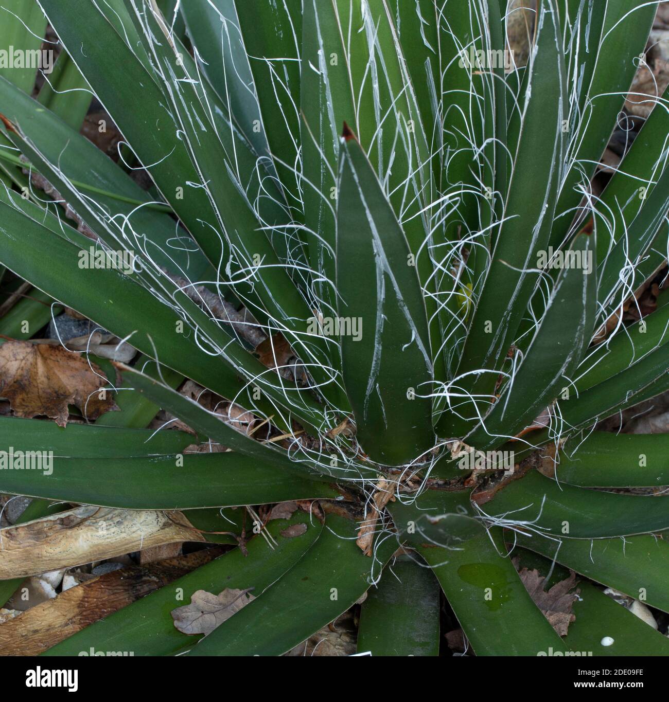 Agave Filifera showing patterns and structure of basal leaves Stock ...