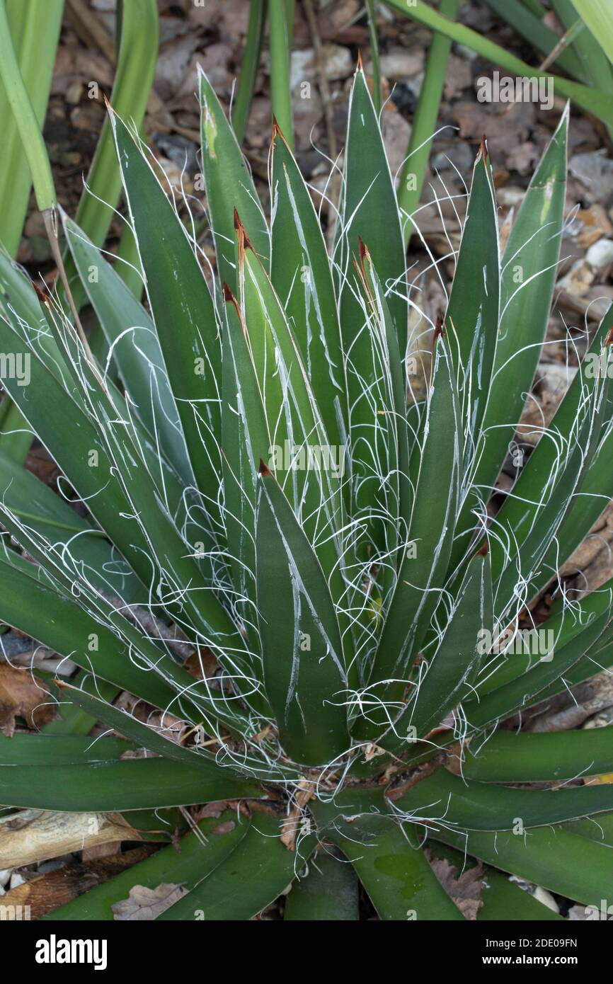 Agave filifera hi-res stock photography and images - Alamy
