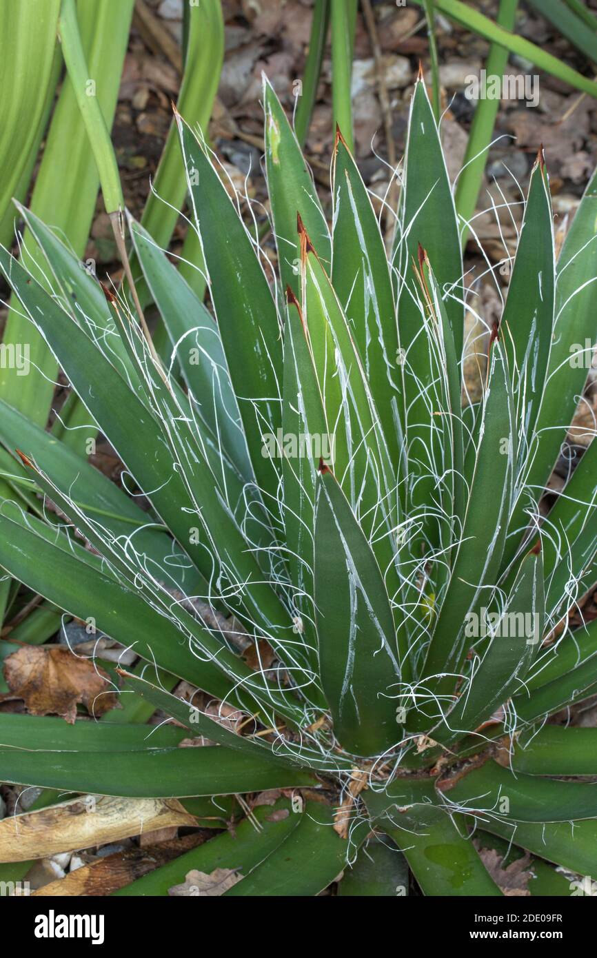 Agave filifera hi-res stock photography and images - Alamy