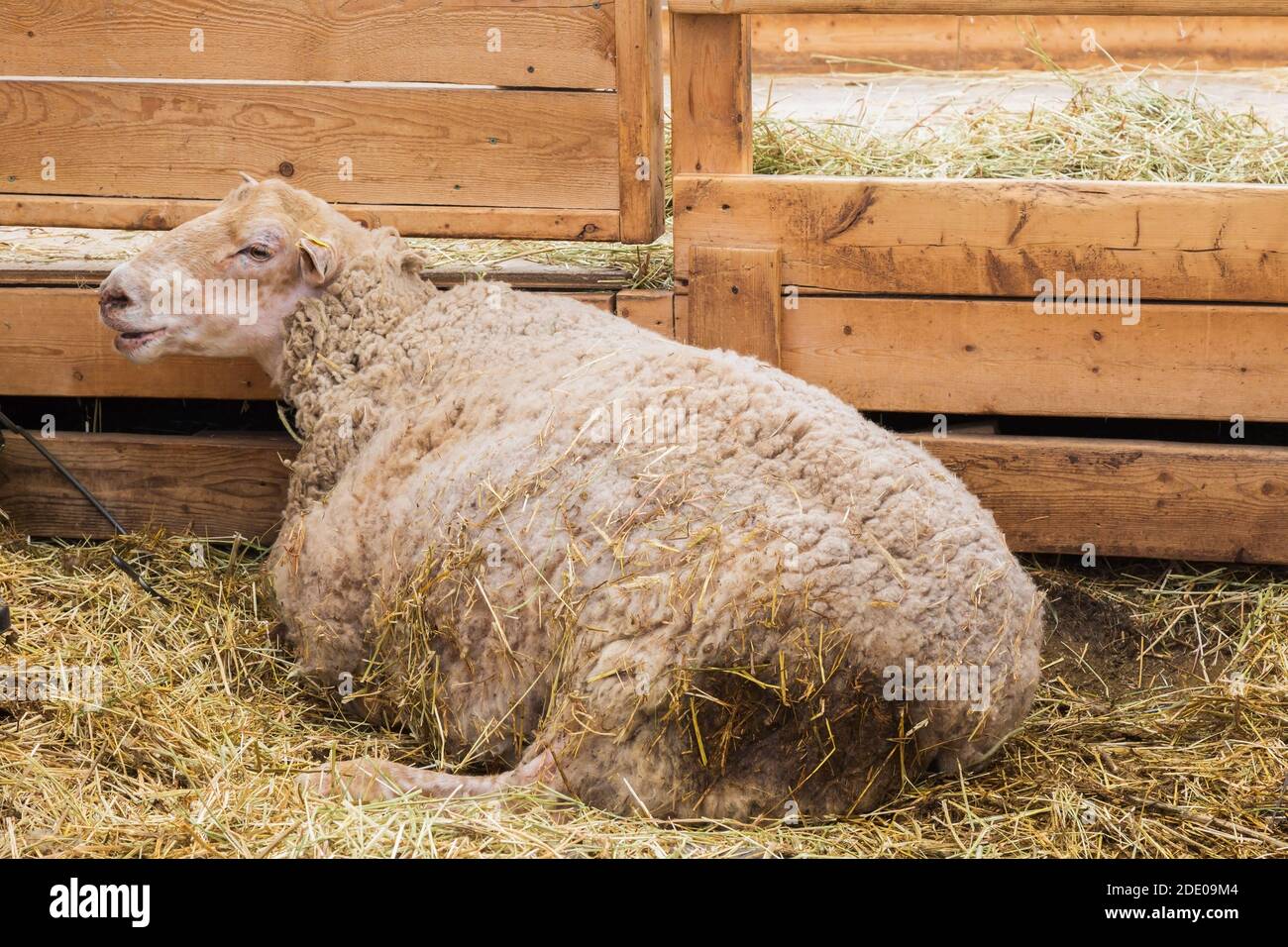 Arcott Rideau lamb in sheep pen being bred and raised for meat Stock ...