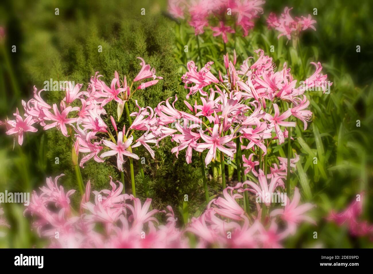 Amarine Tubergenii (Beladiva series) flowers, natural objects of beauty ...