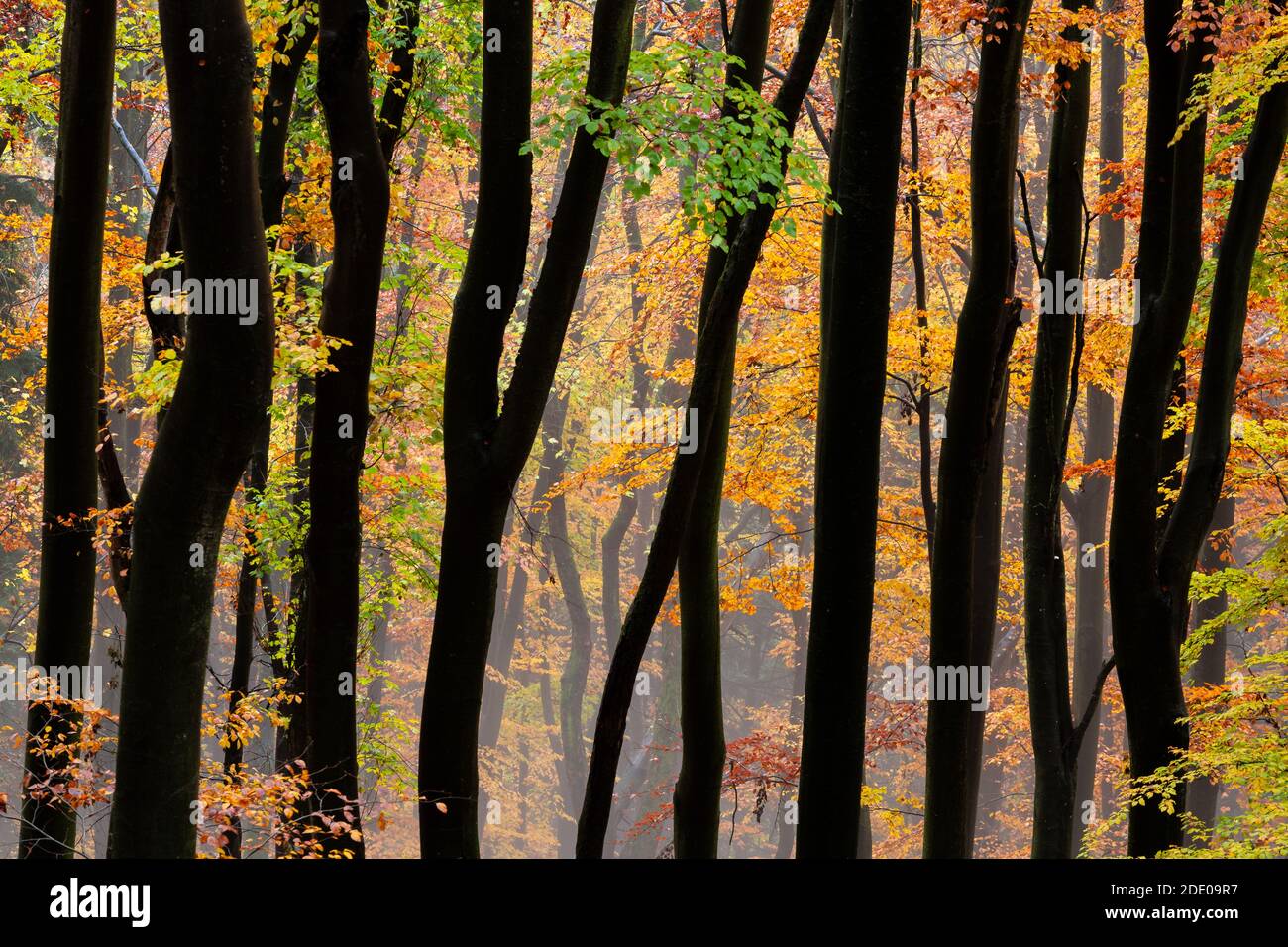 Beech forest in Velka Fatra national park, central Slovakia Stock Photo ...