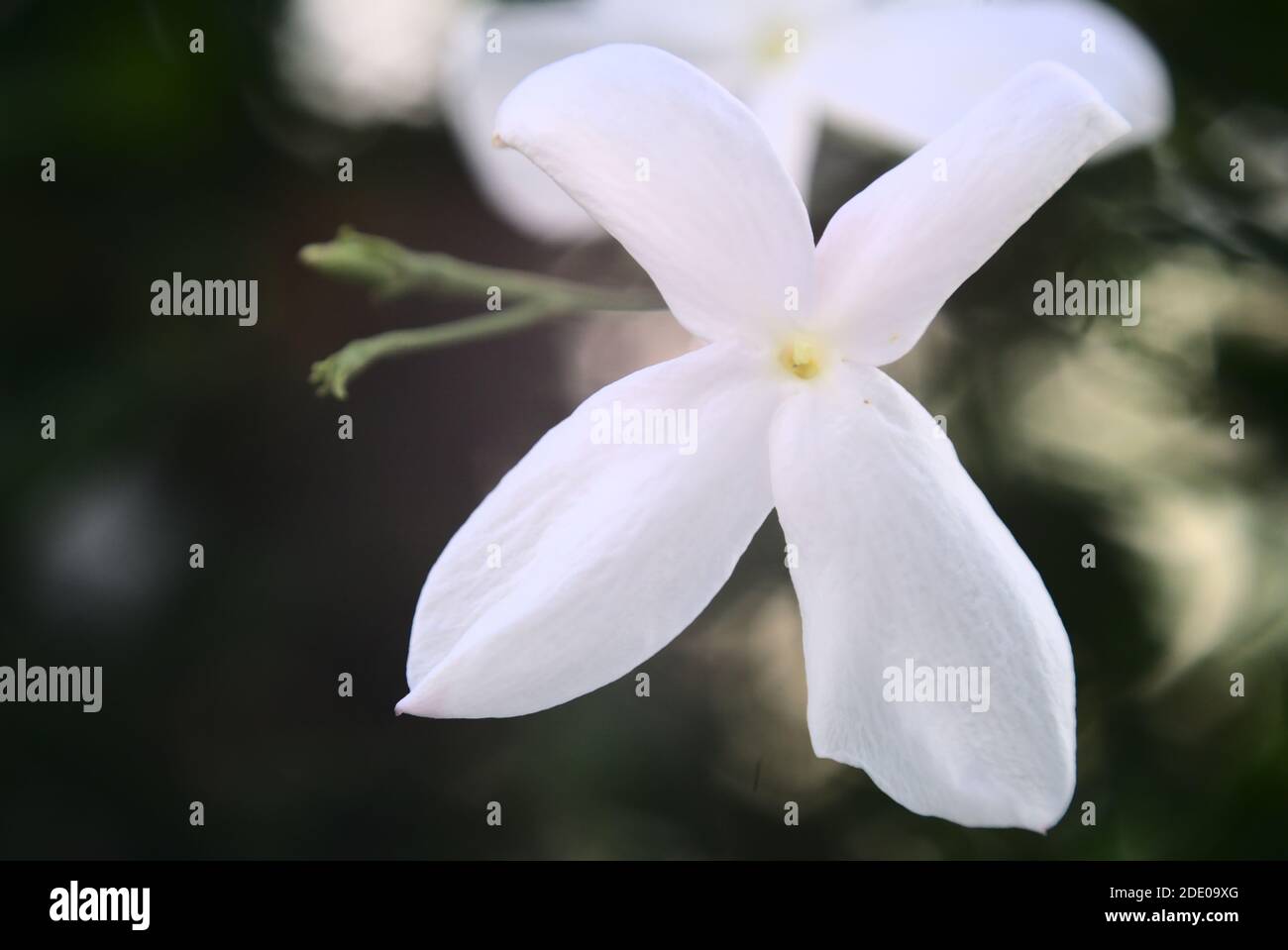 Spanish jasmine hi-res stock photography and images - Alamy