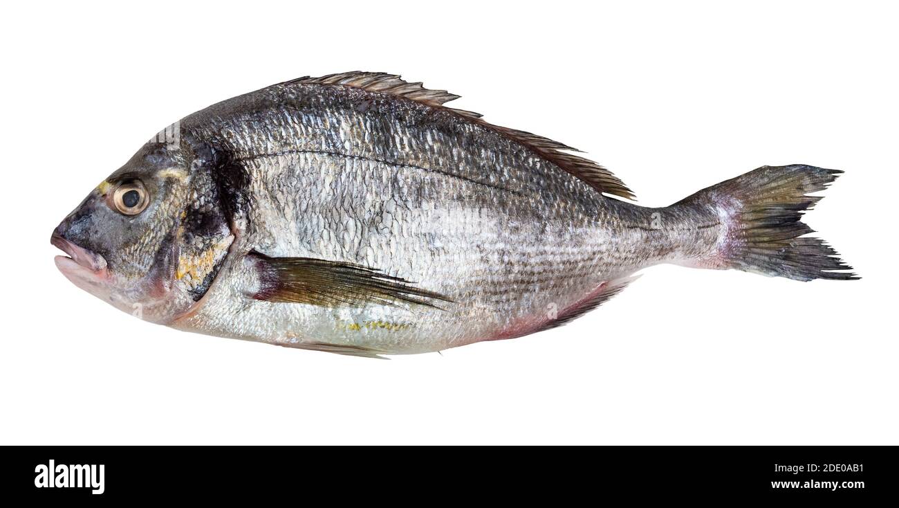 raw gilt-head sea bream (Sparus aurata, Orata, Dorada) cut out on white ...