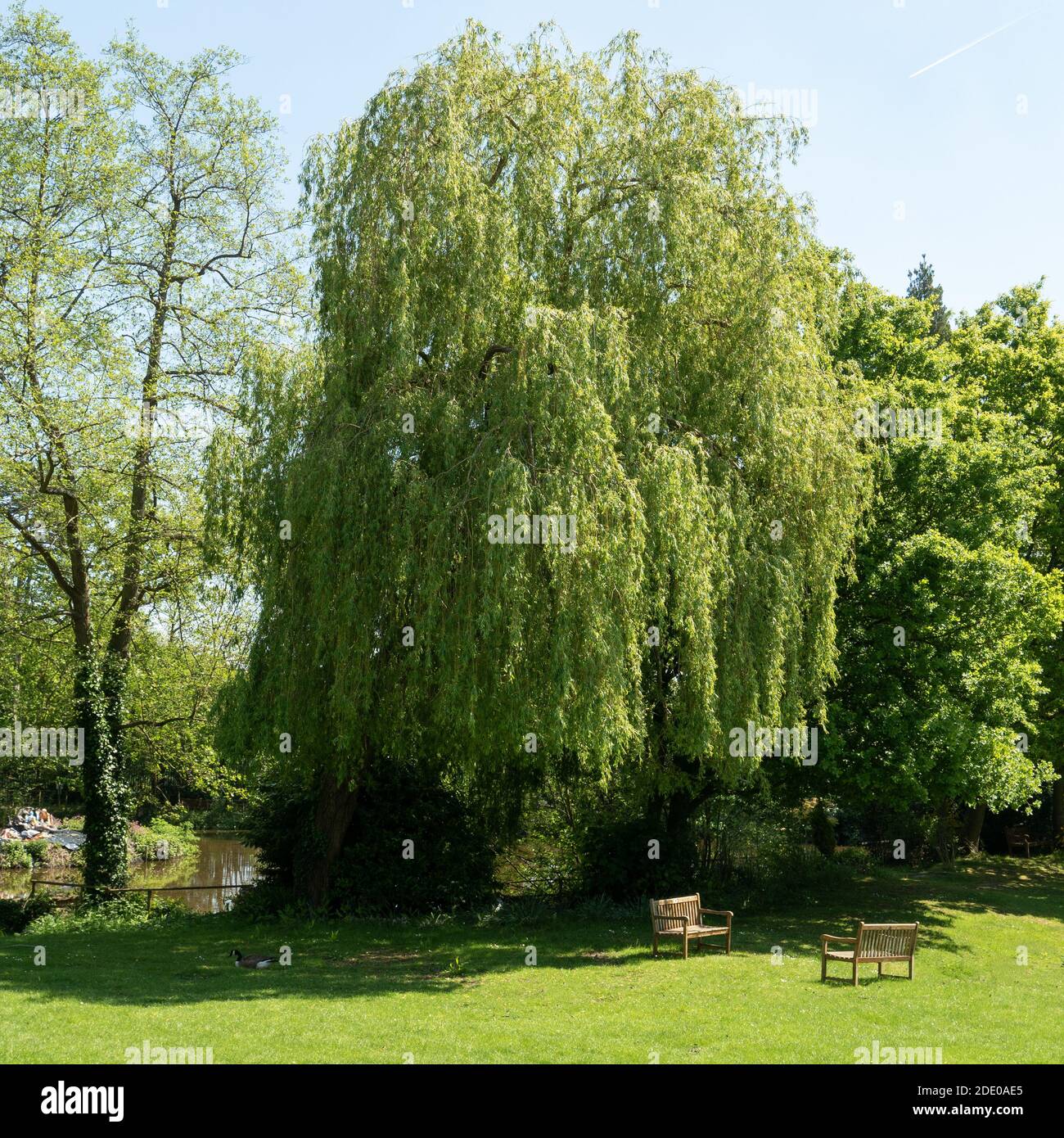 Aldenham, Hertfordshire / England - May 06 2020: Willow tree by the ...