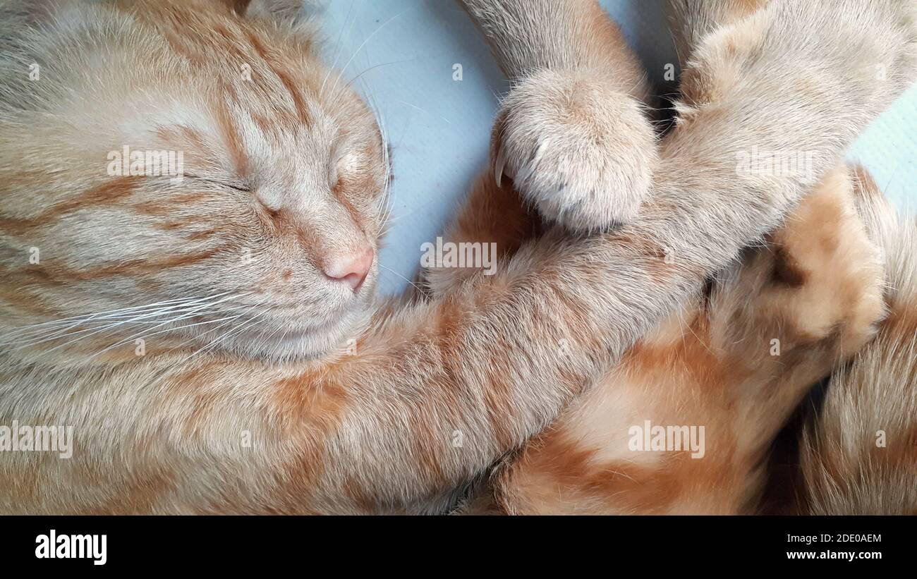 domestic orange cat sleeping in the morning Stock Photo - Alamy