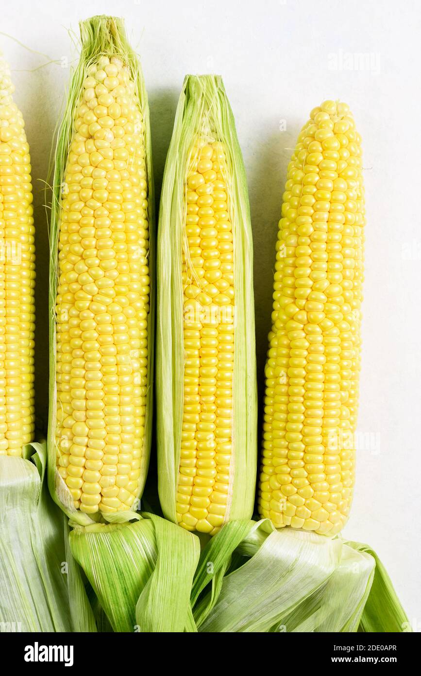 Corn on the cob on white background. Top view, flat lay, close up Stock ...