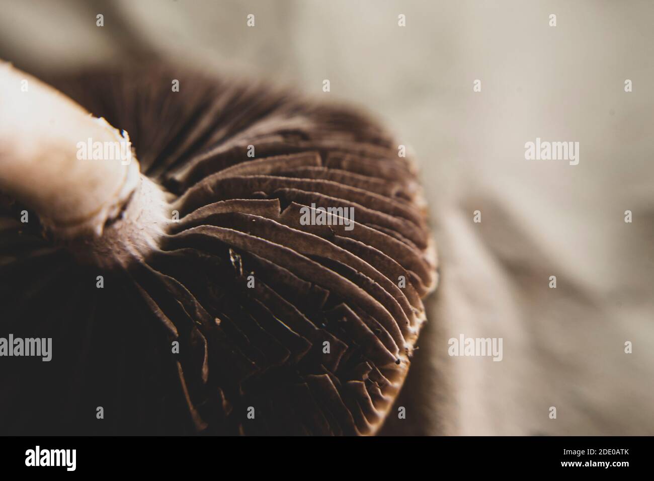 Close up texture of mushroom hat. Interesting patterns in nature Stock ...