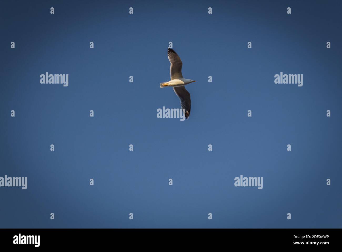 Gull in flight Stock Photo - Alamy