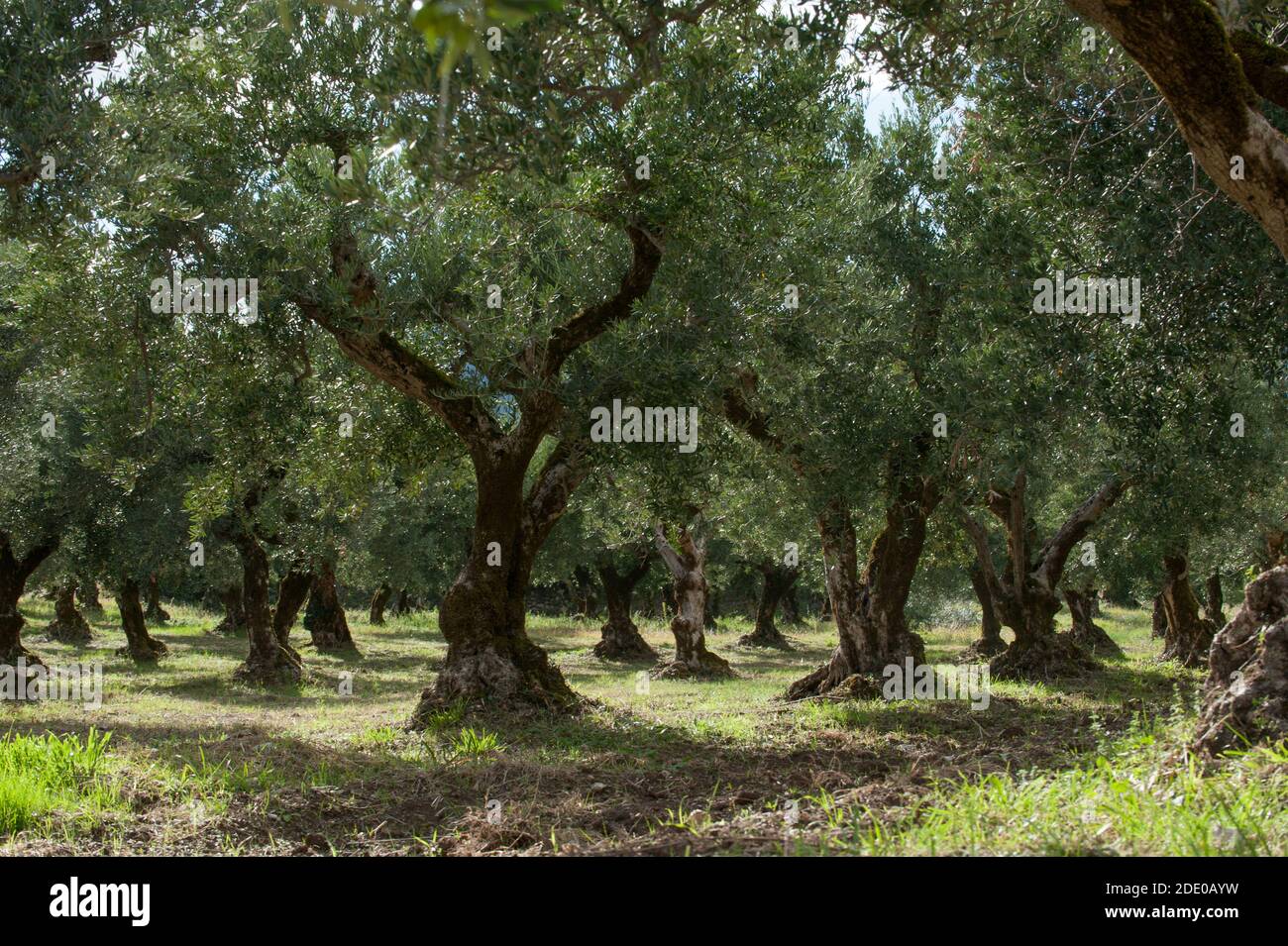 Olive trees in Calabria, Italy Stock Photo - Alamy