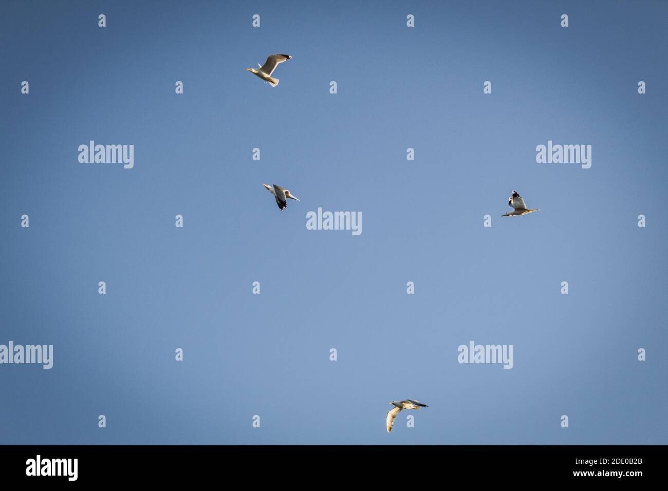 Gull dance mid air Stock Photo - Alamy