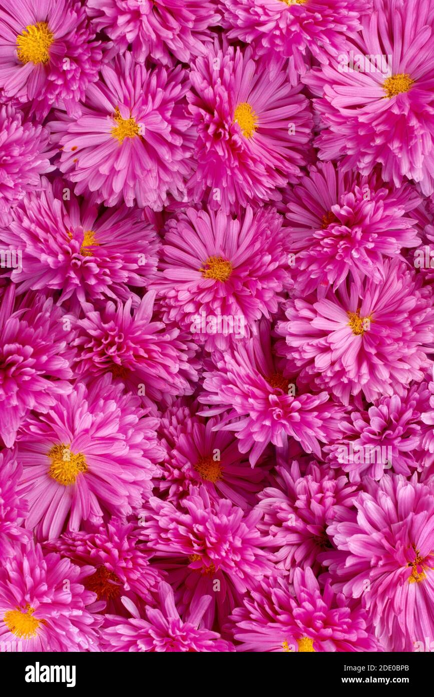 Bright natural colorful pink aster flowers background wallpaper Stock ...