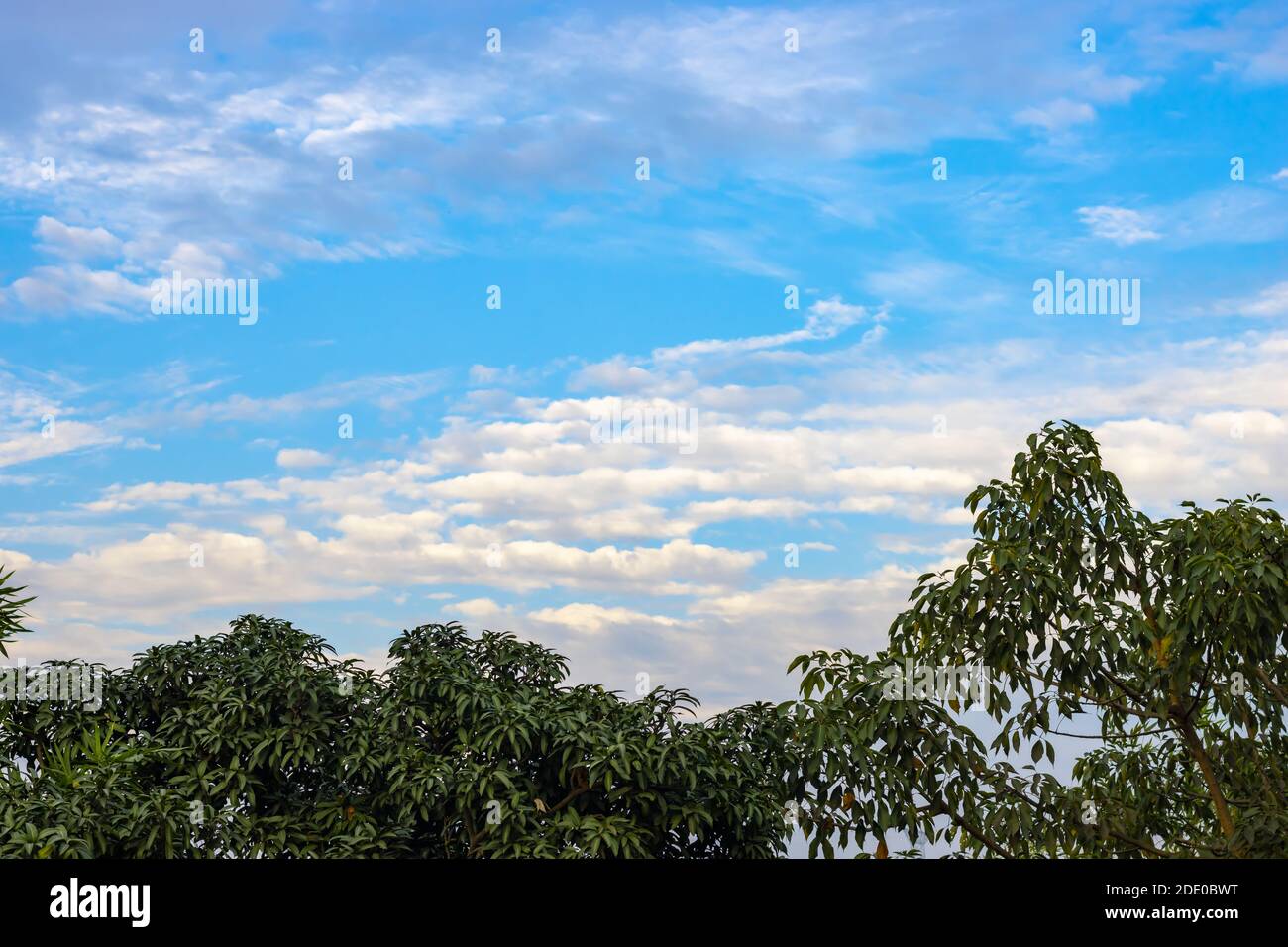 Beautiful daylight sky above the green trees Stock Photo - Alamy