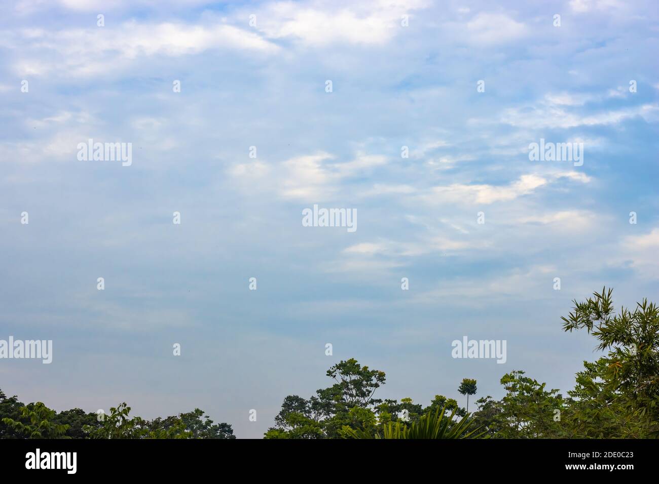 Natural daylight sky above the green forest Stock Photo - Alamy